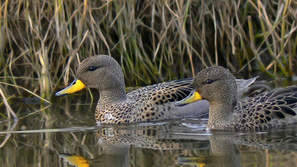 Gripe Aviar: detectan un segundo caso en dos patos silvestres en Córdoba