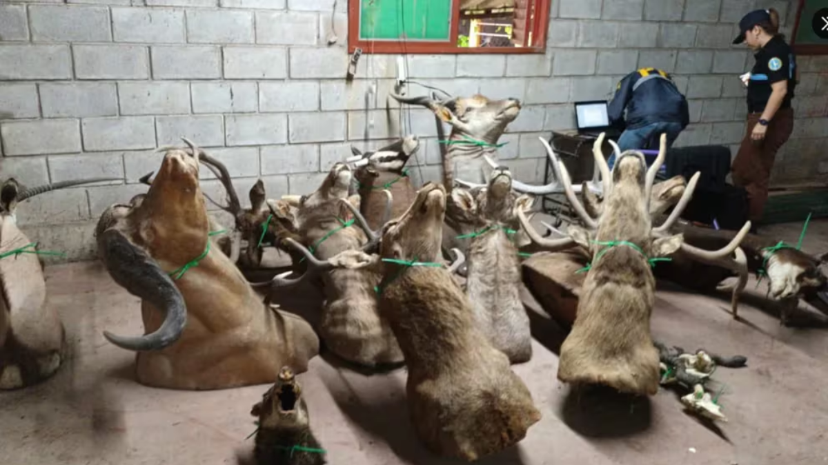 Macabro hallazgo: secuestran cráneos y cuerpos de animales disecados en ...