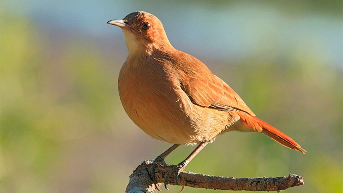 Qué quiere decir que aparezca un hornero en tu casa