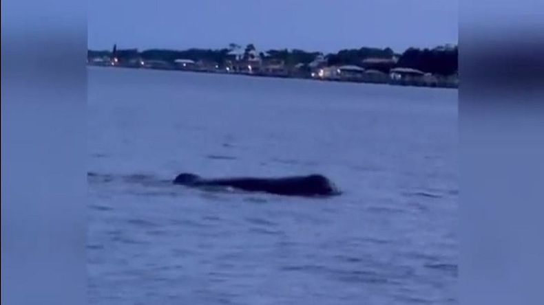 Video: una extraña criatura marina apareció en las aguas de las costas ...