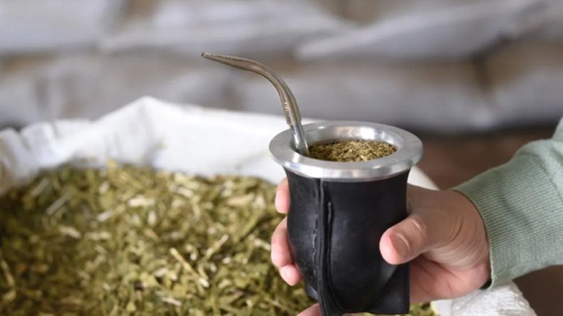 Científicos del Conicet lograron descifrar el genoma de la yerba mate