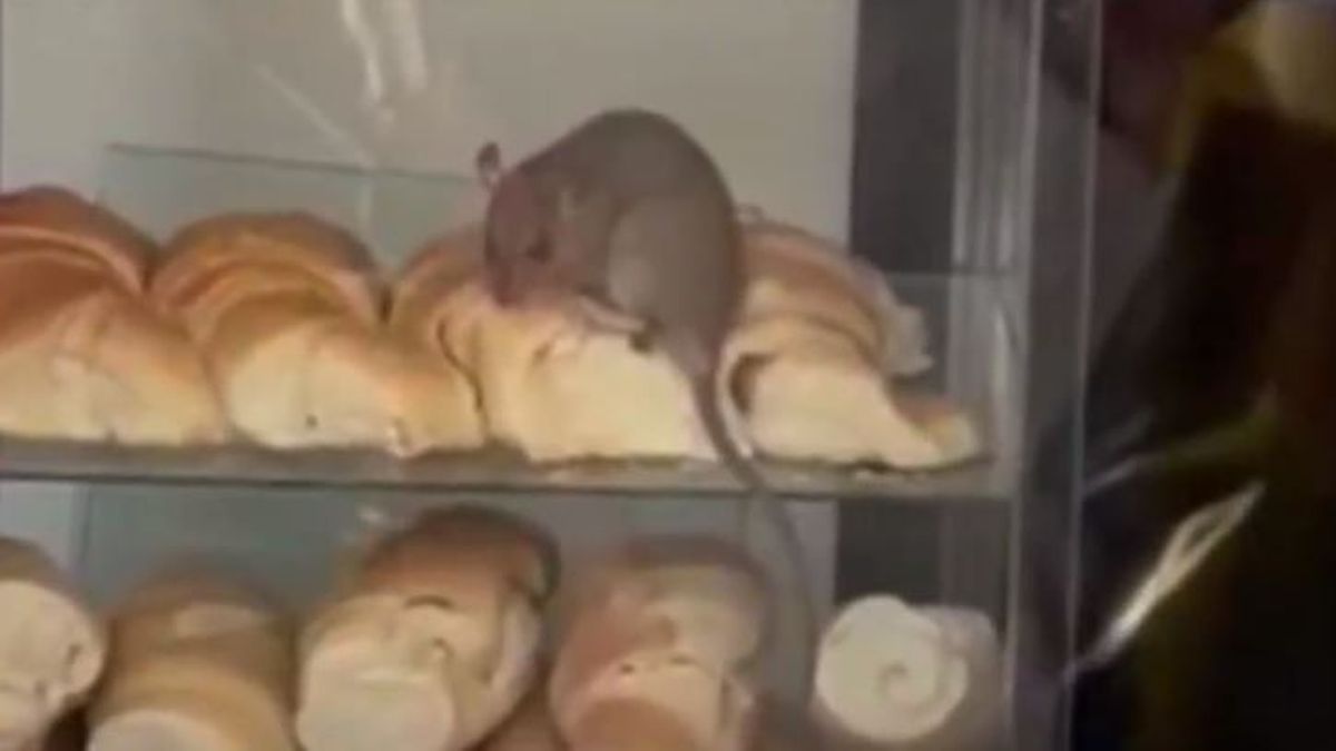 Video: filmaron a ratas comiendo medialunas en una panadería de Congreso