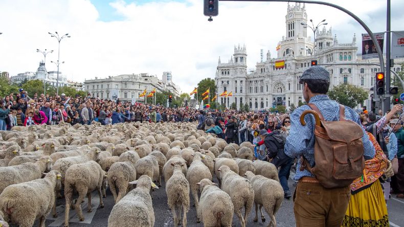 La Rioja pone en marcha la tradición trashumante: de qué se trata y ...