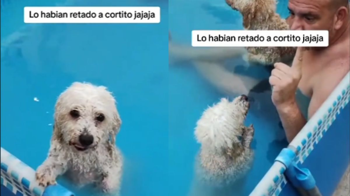 El perrito viral que pide perdón y que le da ternura a todos