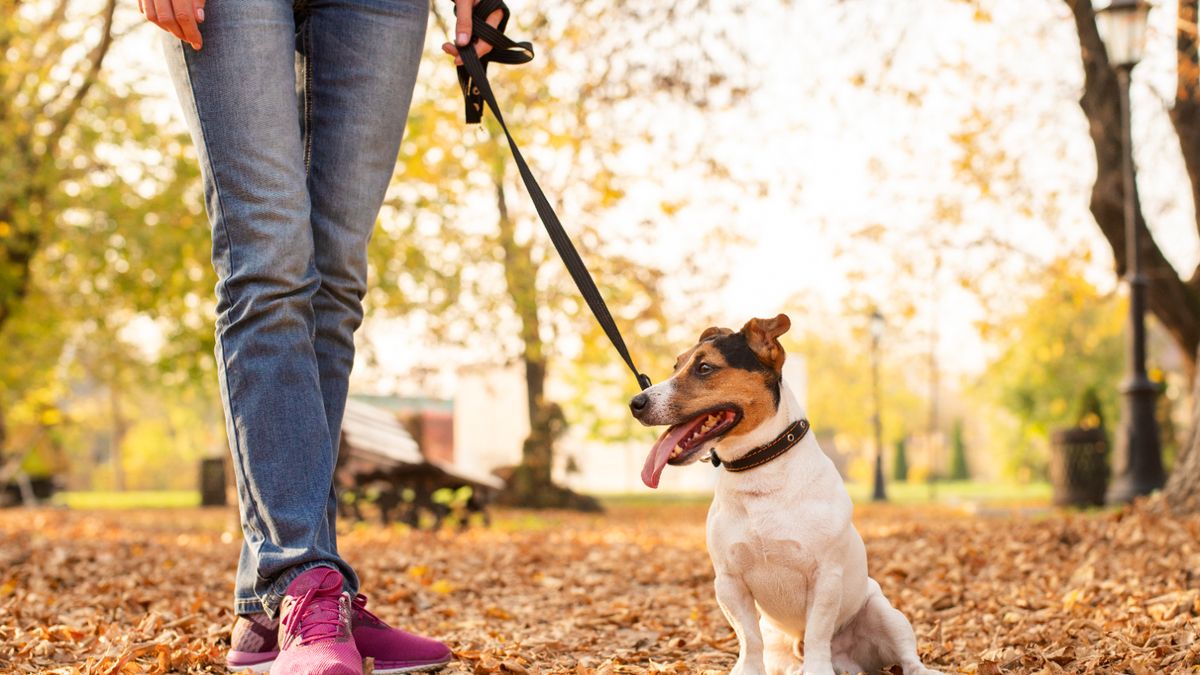 Por cuánto tiempo debés sacar a pasear a tu perro según la raza y la ...