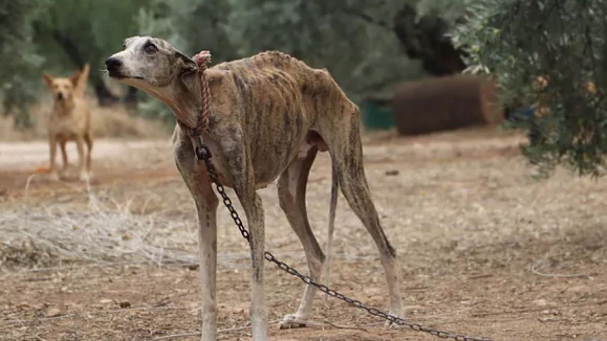 El galgo, entre las razas de perros más maltratadas del mundo: cómo y ...