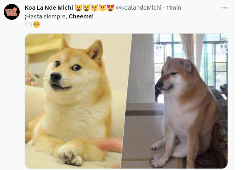 Internet está de luto: murió Cheems, el perro que se convirtió en meme ...