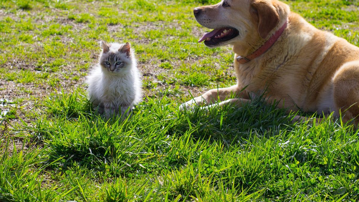 Las 5 cosas que tenés que saber para viajar al exterior con tu mascota