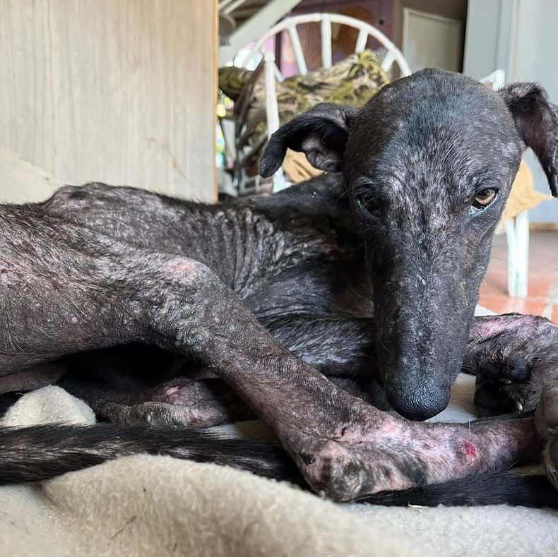 Los Galgos Tienen Que Ser Amordazados