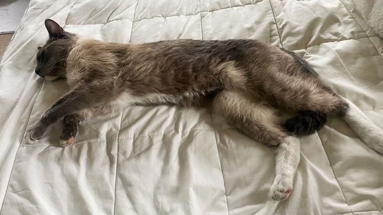 Estados Unidos: un gato perdido recorrió 1.500 kilómetros para volver a ...