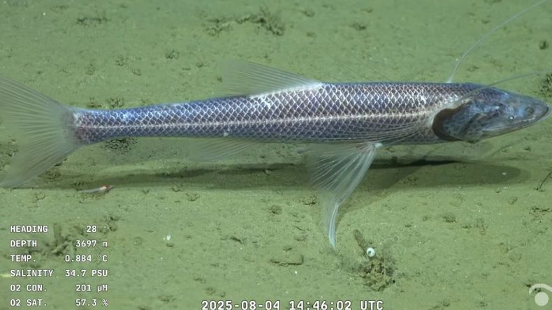 Video: los mejores momentos del streaming del Conicet desde el fondo ...