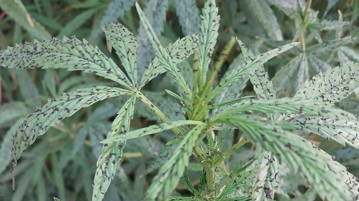 Invasión de insectos en CABA y Gran Buenos Aires: qué son y cómo ...