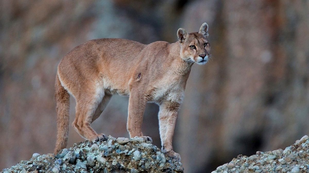 Video: así capturaron a un puma suelto en Casilda