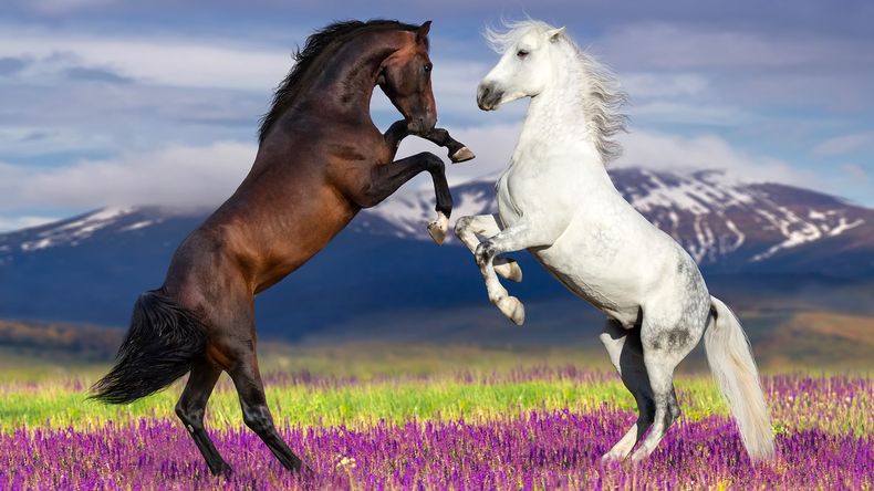 Qué significa soñar con una yegua