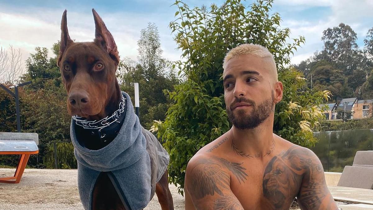 Video: así le quedó la cara a Maluma después de la mordida de su perro ...