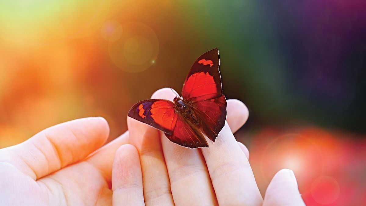 Qu Significa Que Te Persiga Una Mariposa Qu Significa Que Te Persiga Una Mariposa